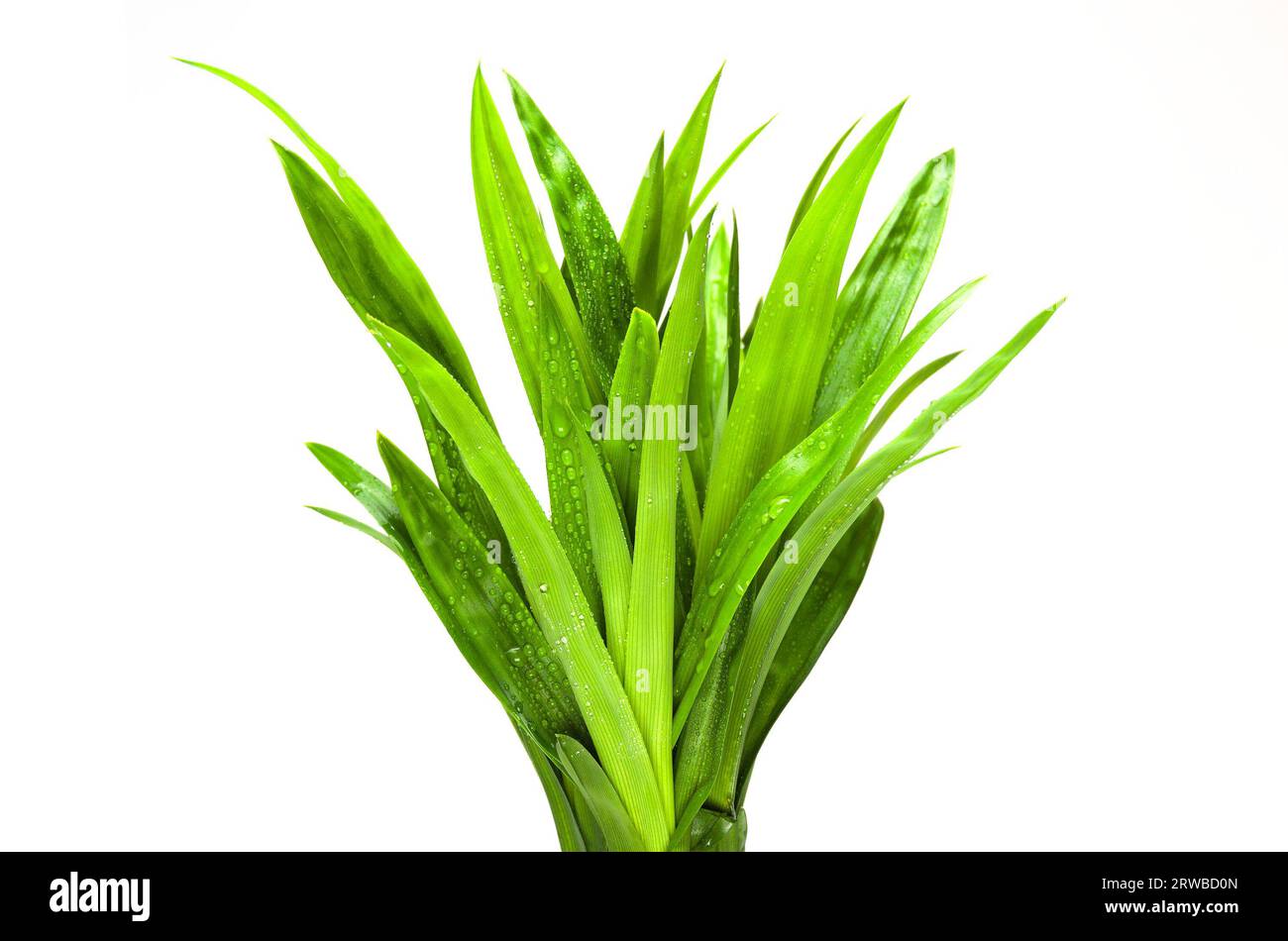 Pandan Leaves isolated on white background Stock Photo - Alamy