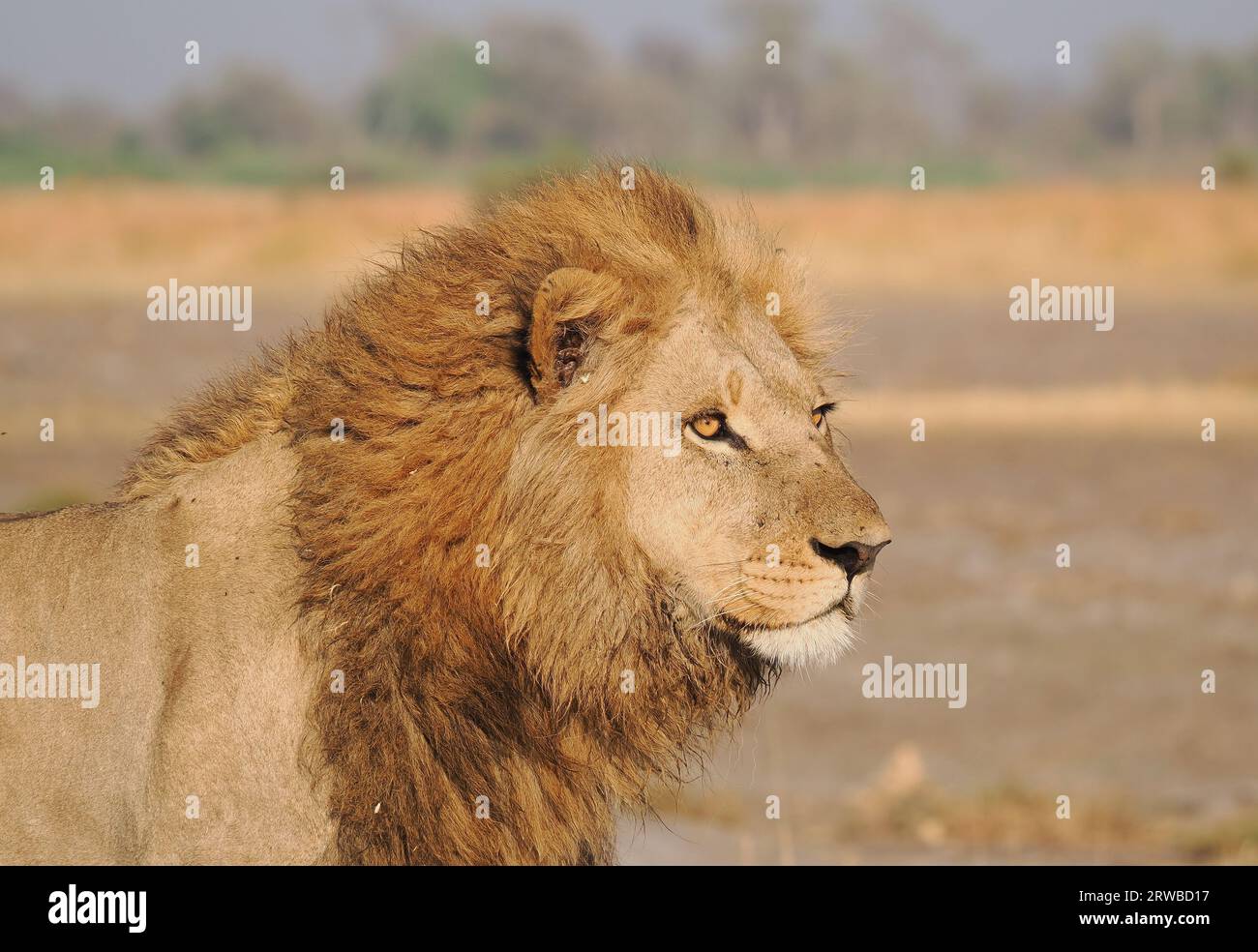 These lions are part of a large pride in the Okavango delta, led by 5 ...