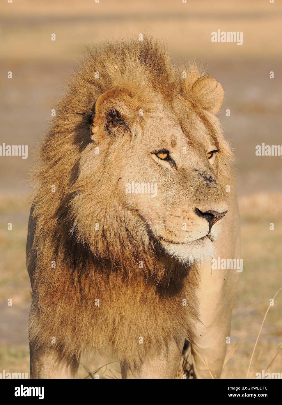 These lions are part of a large pride in the Okavango delta, led by 5 ...