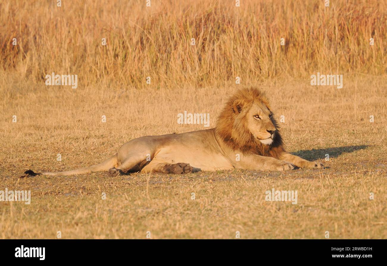These lions are part of a large pride in the Okavango delta, led by 5 ...