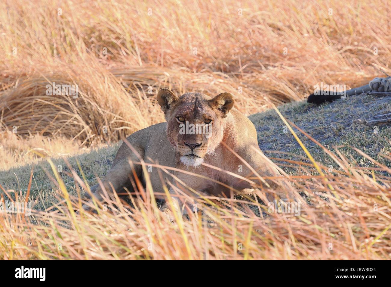 These lions are part of a large pride in the Okavango delta, led by 5 ...