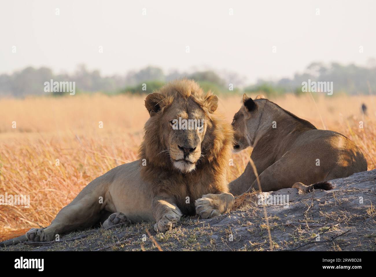 These lions are part of a large pride in the Okavango delta, led by 5 ...
