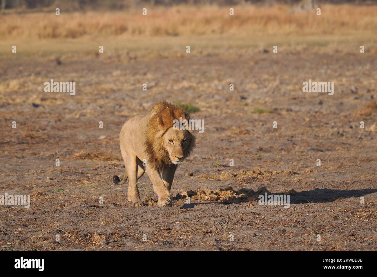 These lions are part of a large pride in the Okavango delta, led by 5 ...
