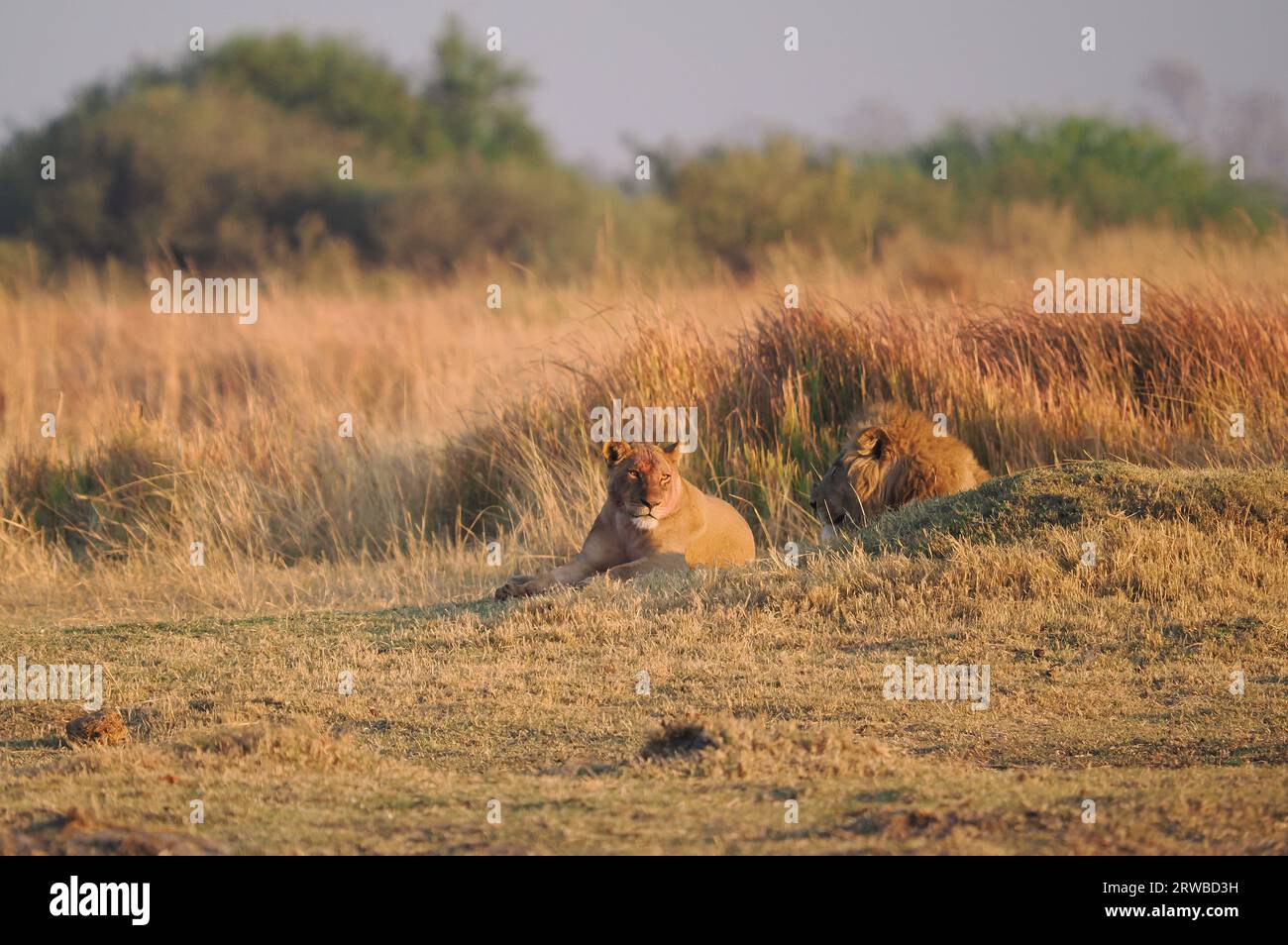 These lions are part of a large pride in the Okavango delta, led by 5 ...