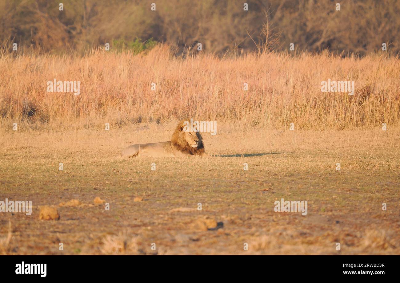 These lions are part of a large pride in the Okavango delta, led by 5 ...