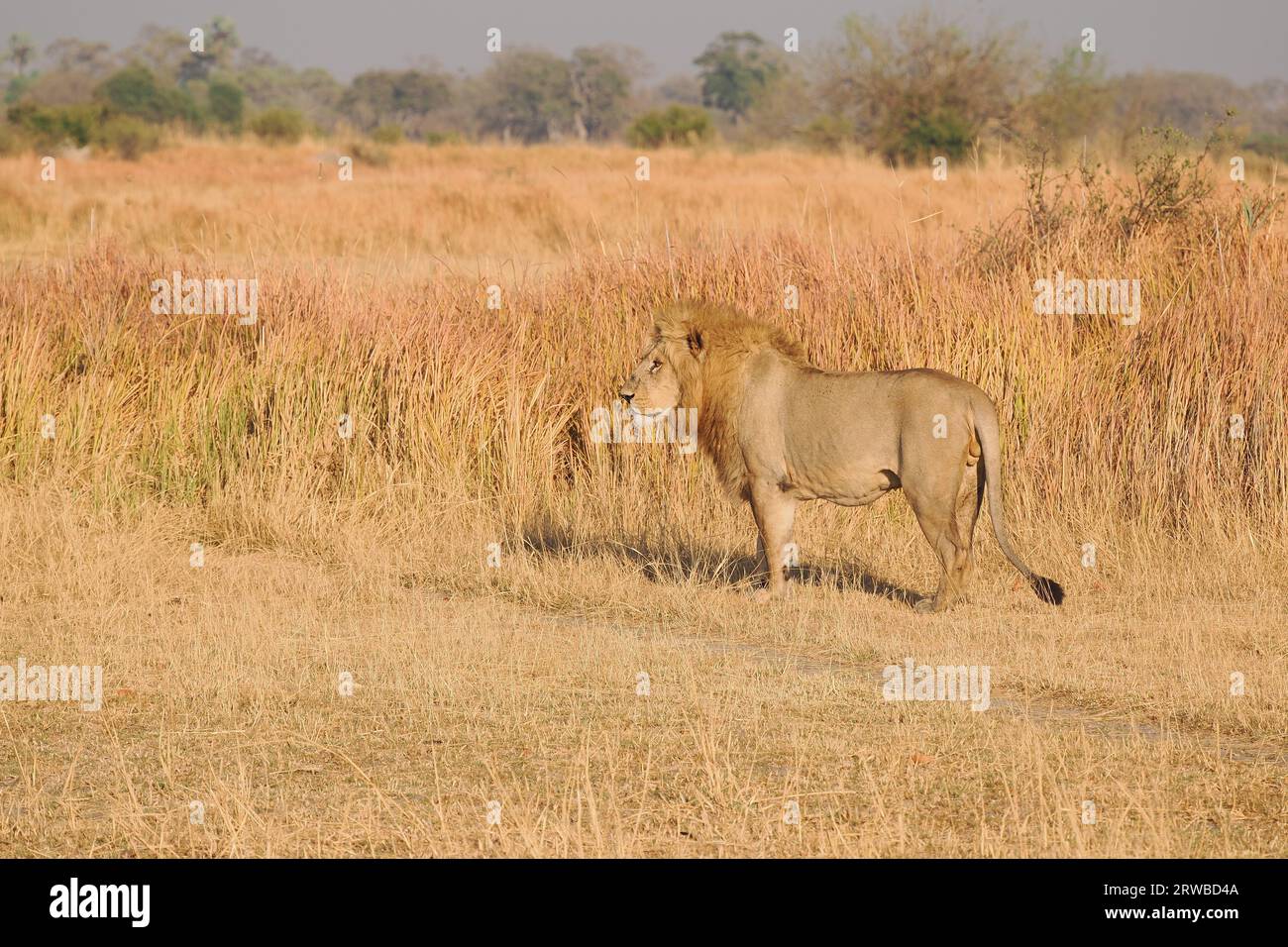 These lions are part of a large pride in the Okavango delta, led by 5 ...