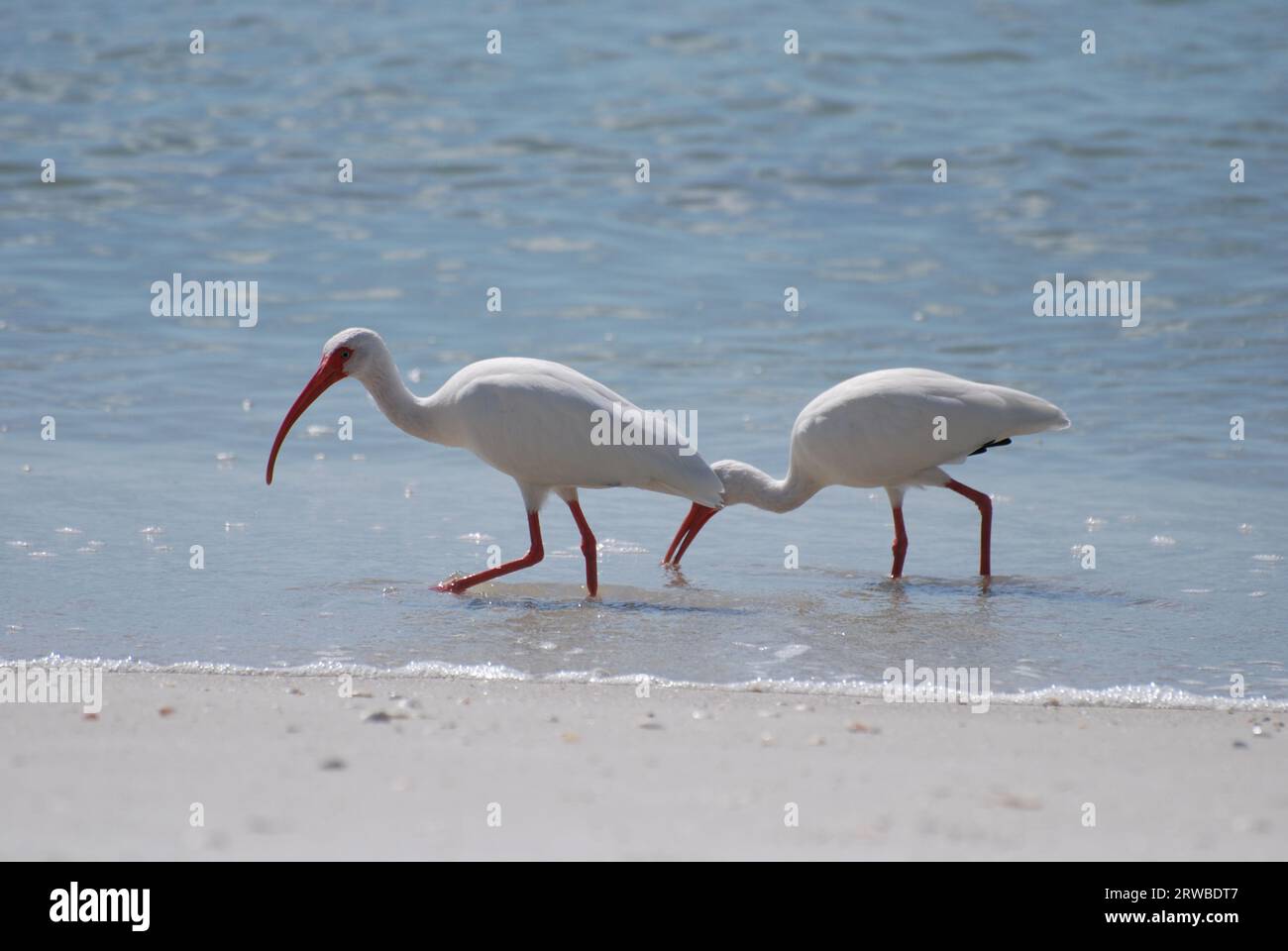 Two white ibis birds in shallow waters along the water edge Stock Photo ...