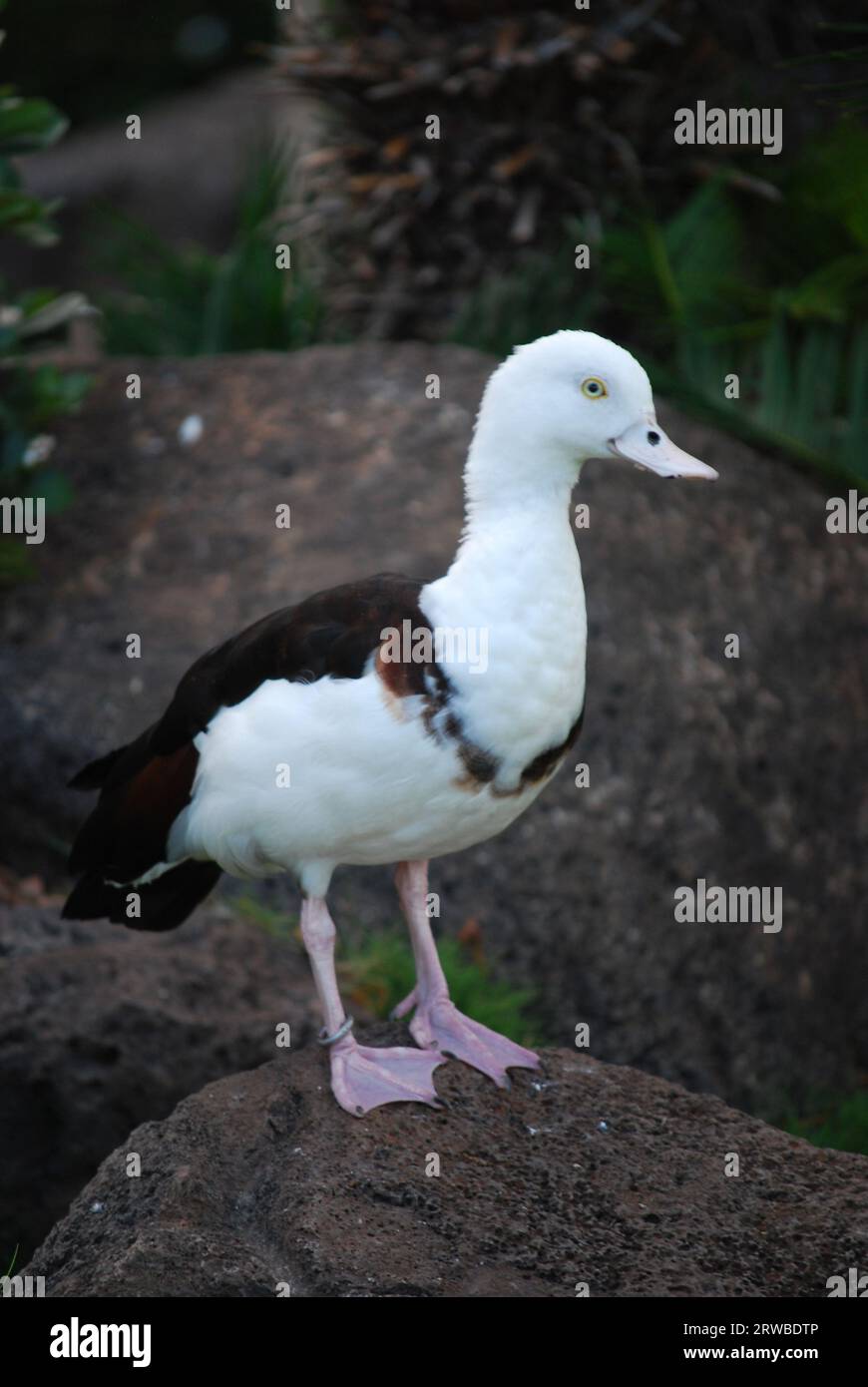 Cute white duck balancing on a large porous rock Stock Photo - Alamy