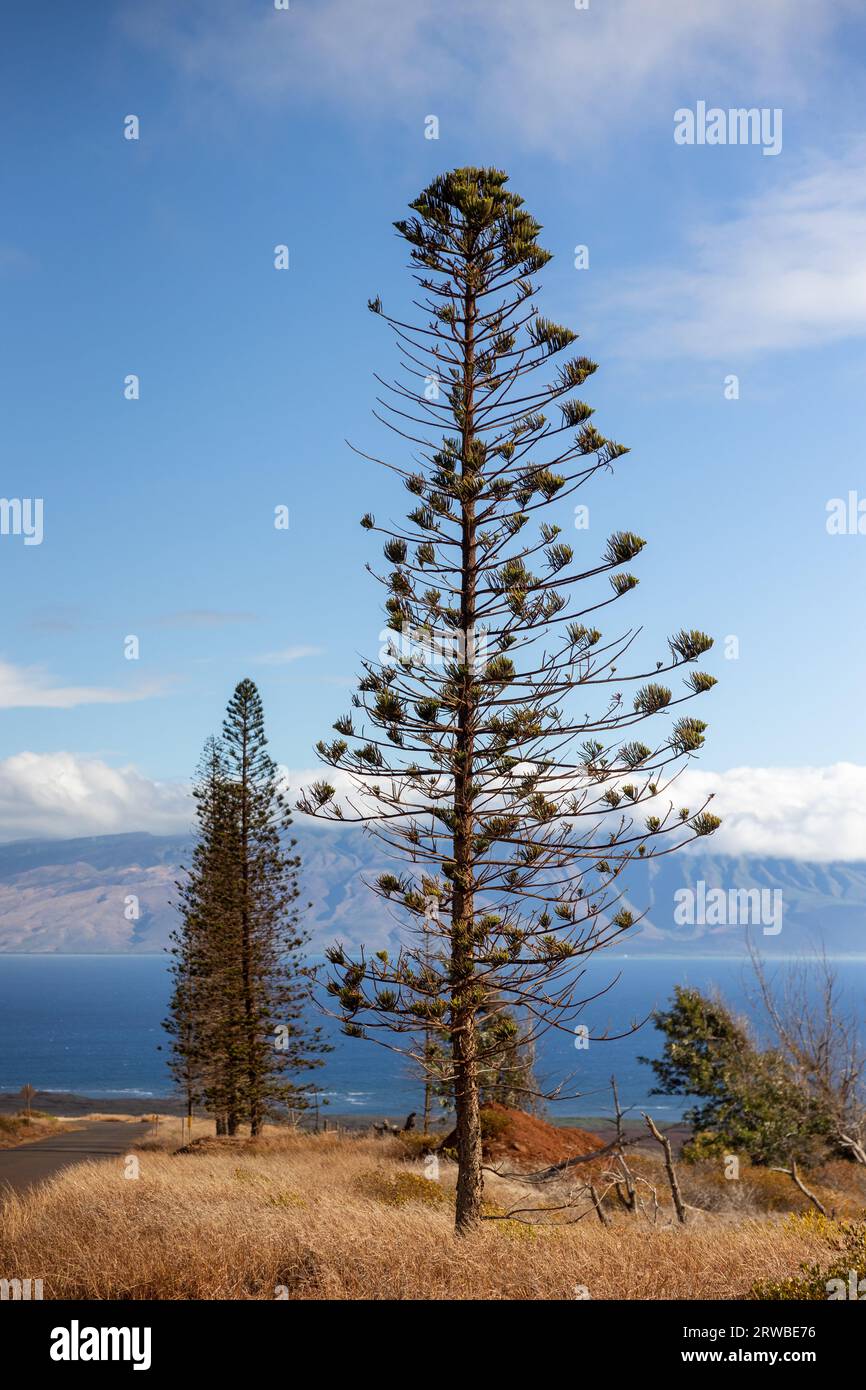 Cook pine hi-res stock photography and images - Alamy