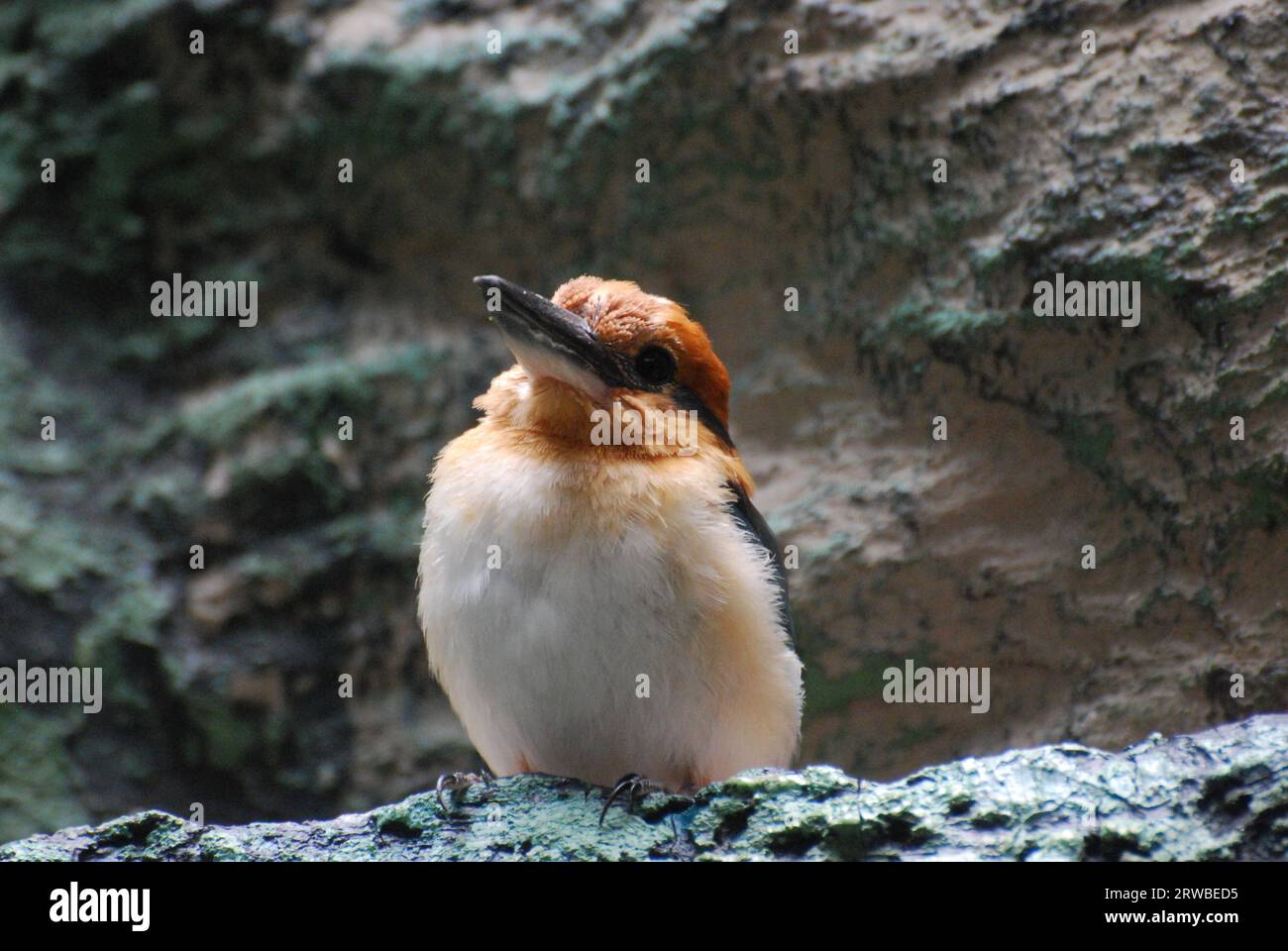 Up close with a guam kingfisher bird on a rock perch Stock Photo - Alamy