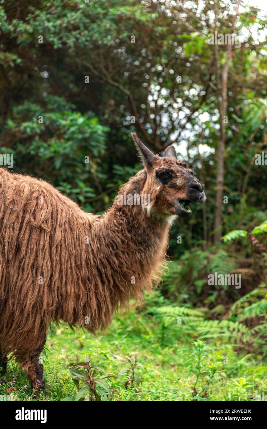 Llama in subtropical forest hi-res stock photography and images - Alamy