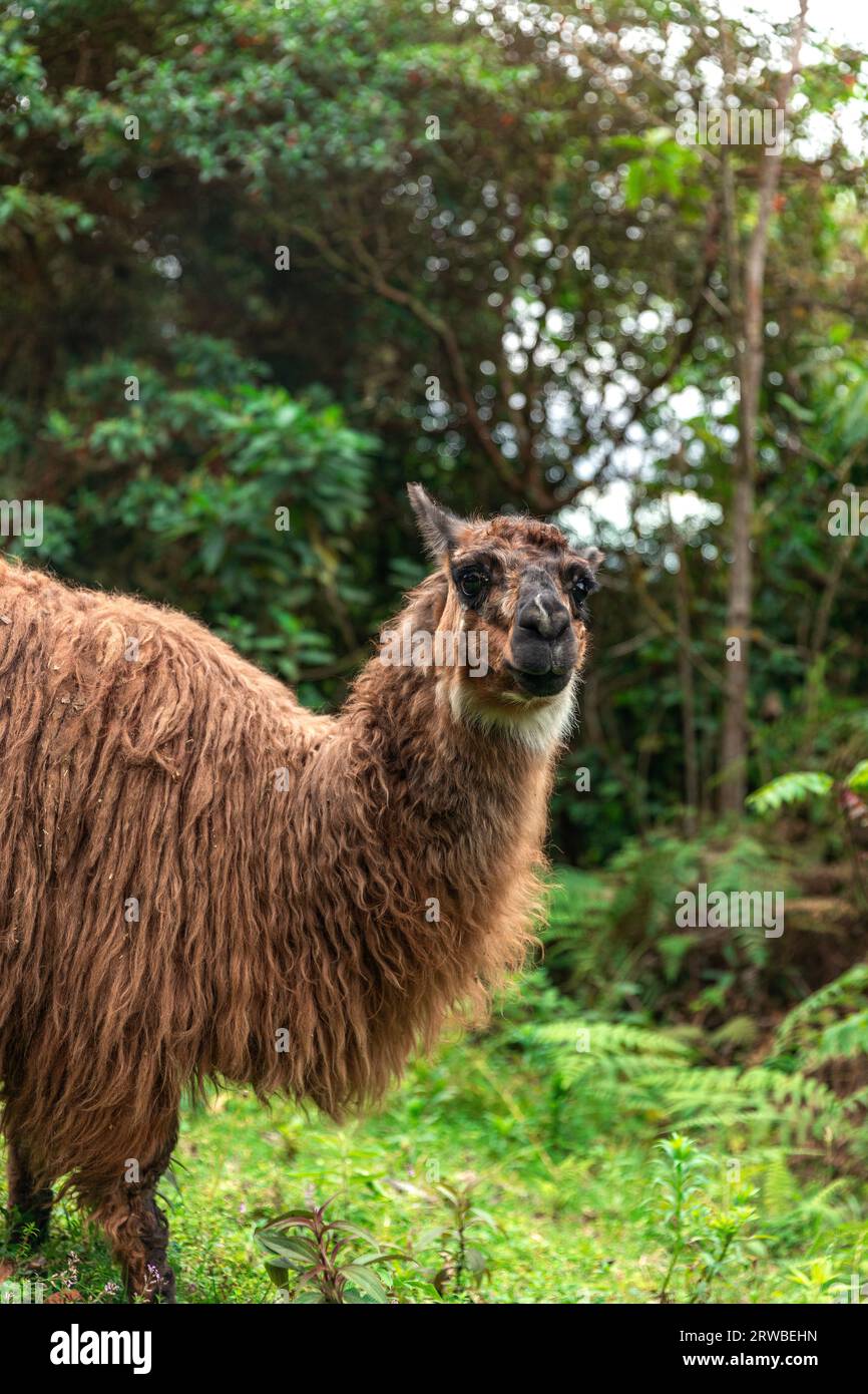 Forest exploration with llamas hi-res stock photography and images - Alamy