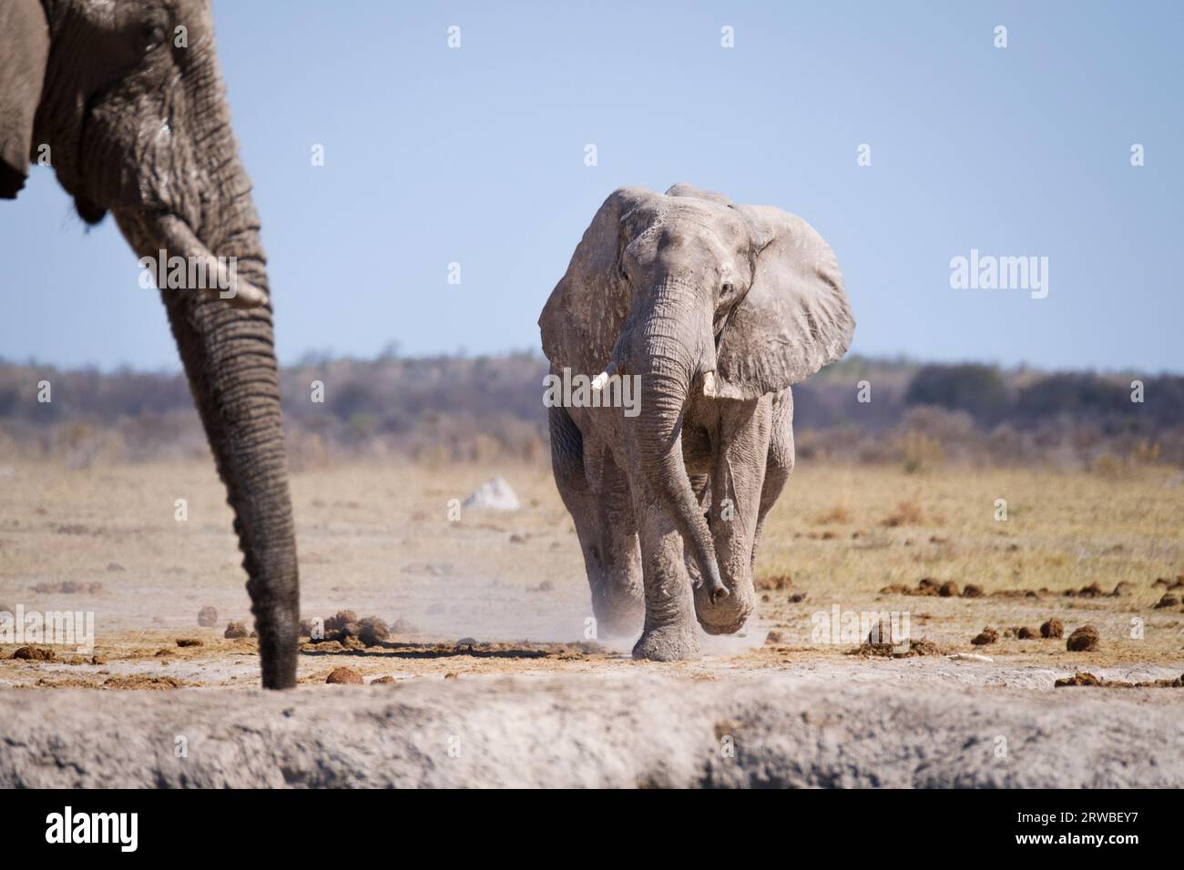 Elephant (Loxodonta africana) walks fast to the waterhole. On the left ...