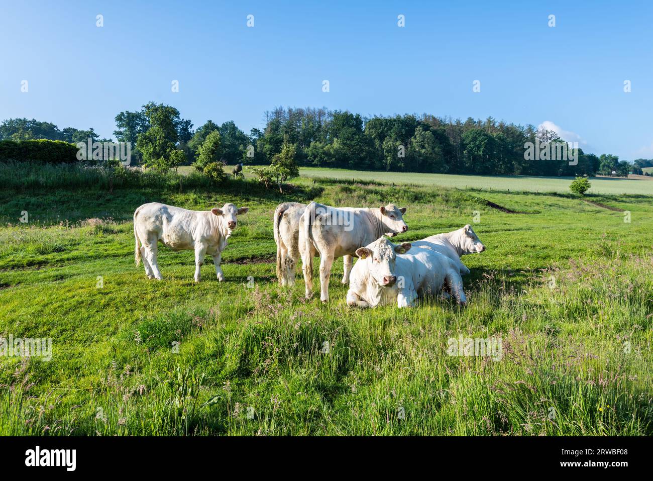 Agricultural landscape with cows in a German countryside near the town ...