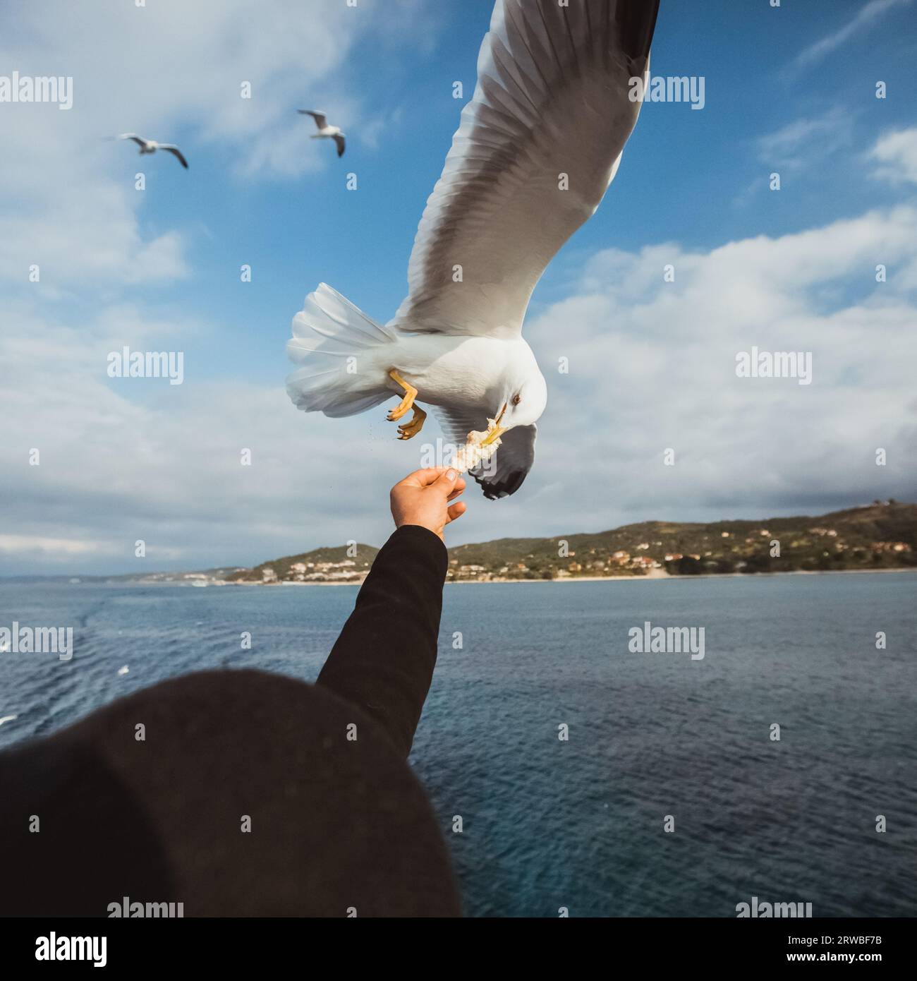 Seagull catching his food from a hand Stock Photo - Alamy