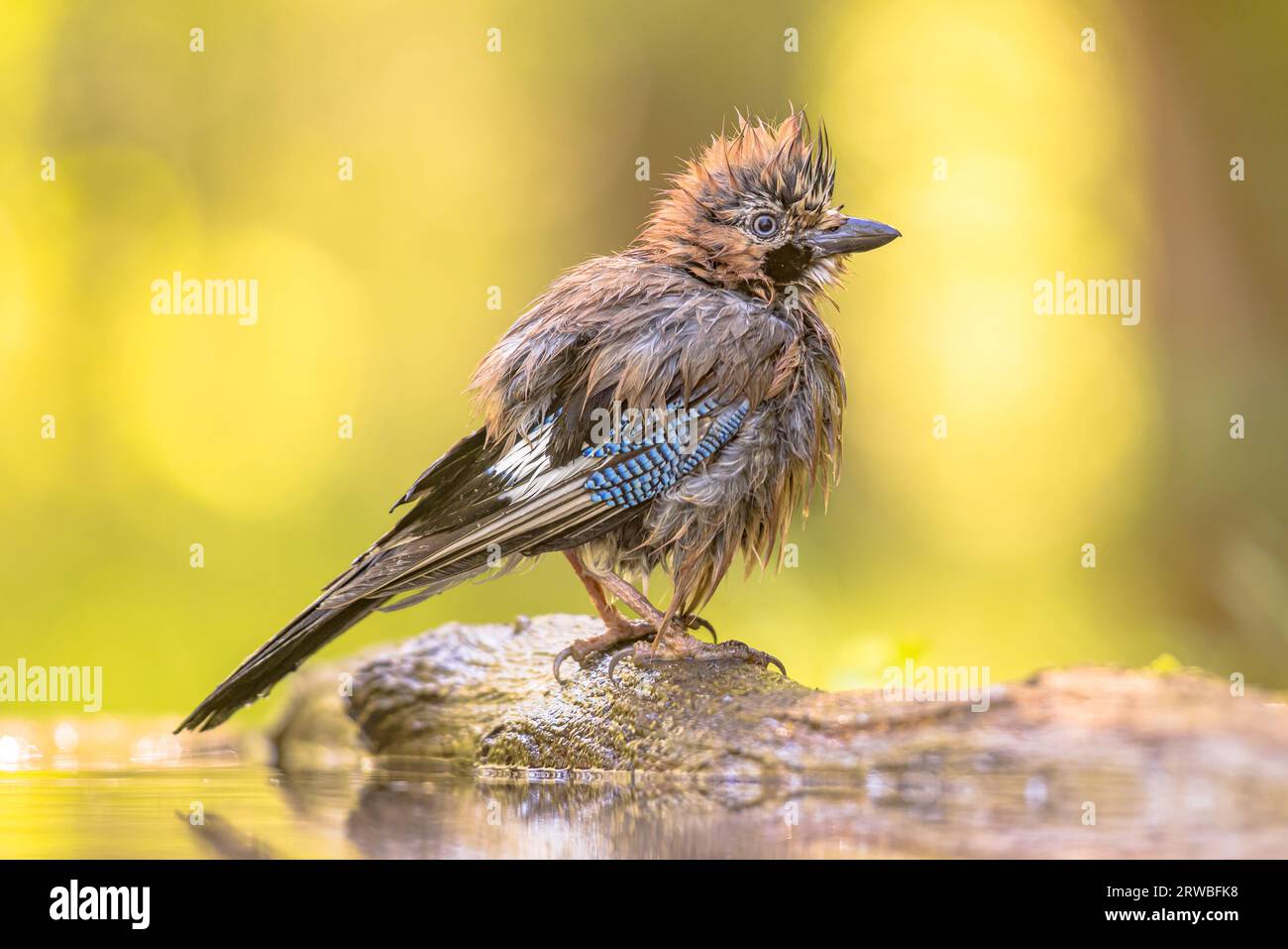 Eurasian Jay (Garrulus glandarius) is a Bird species of passerine in ...