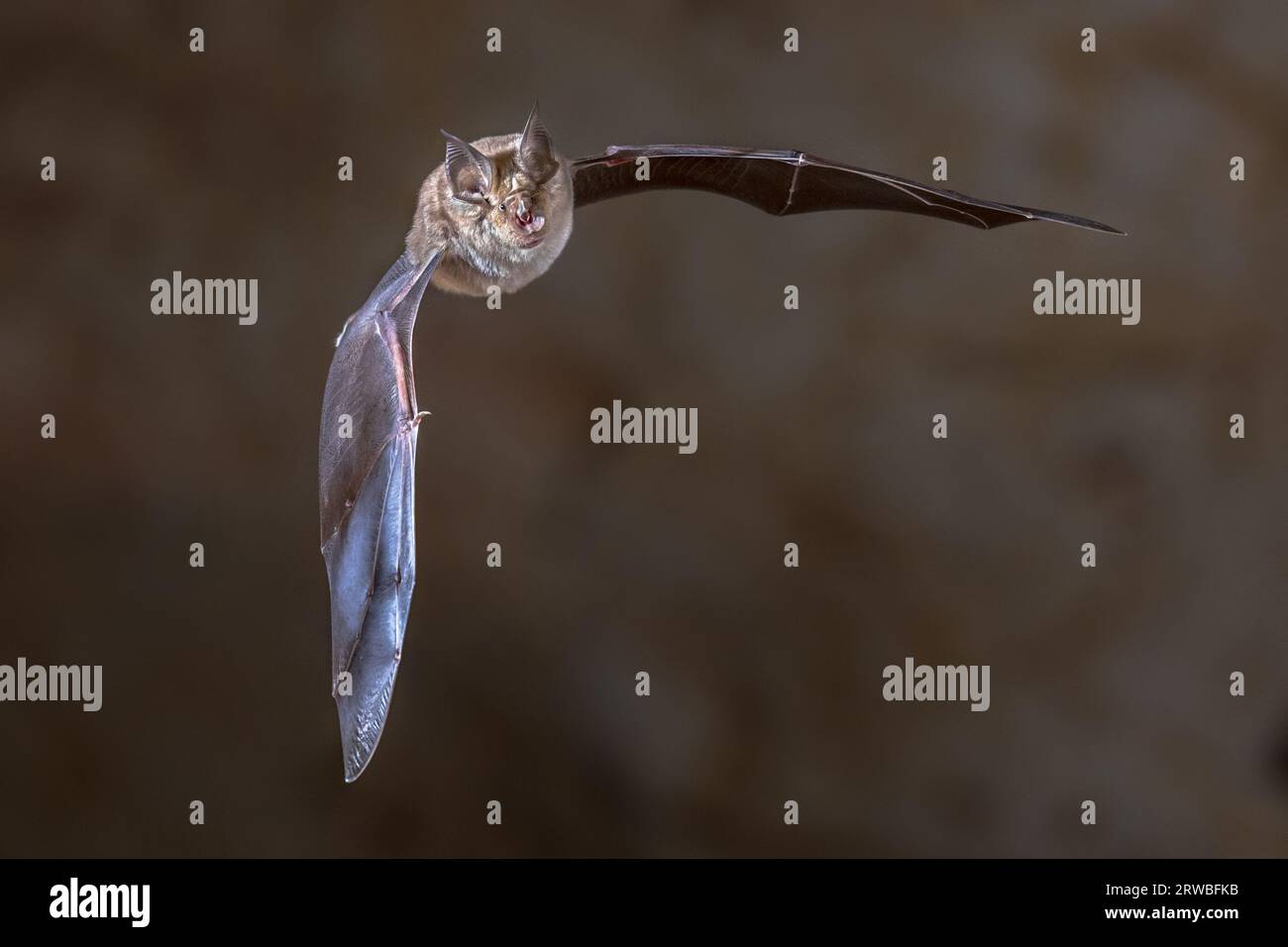 Greater horseshoe bat (Rhinolophus ferrumequinum) flying inside colony ...
