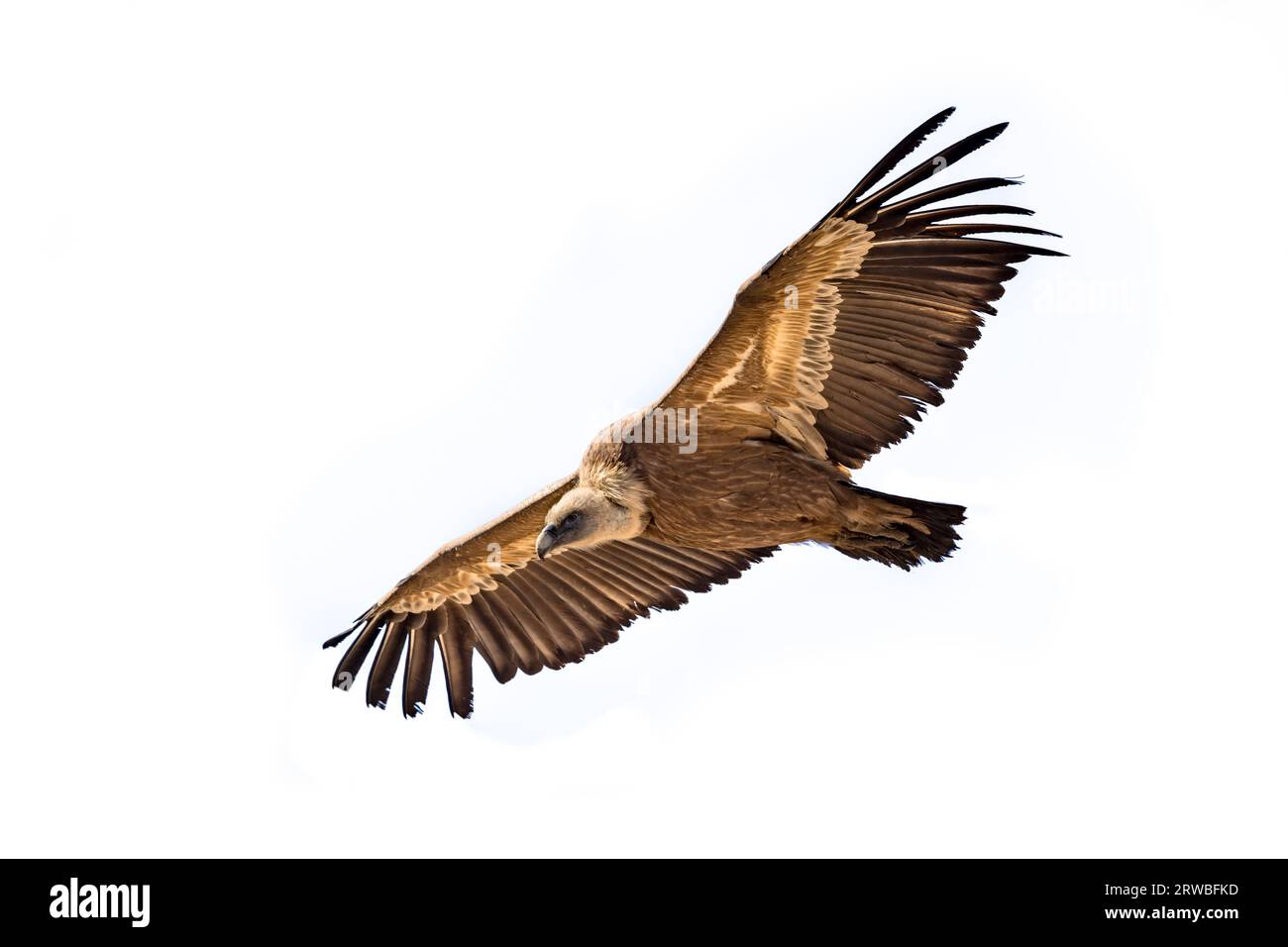 Griffon vulture (Gyps fulvus) flying isloated on white background in ...