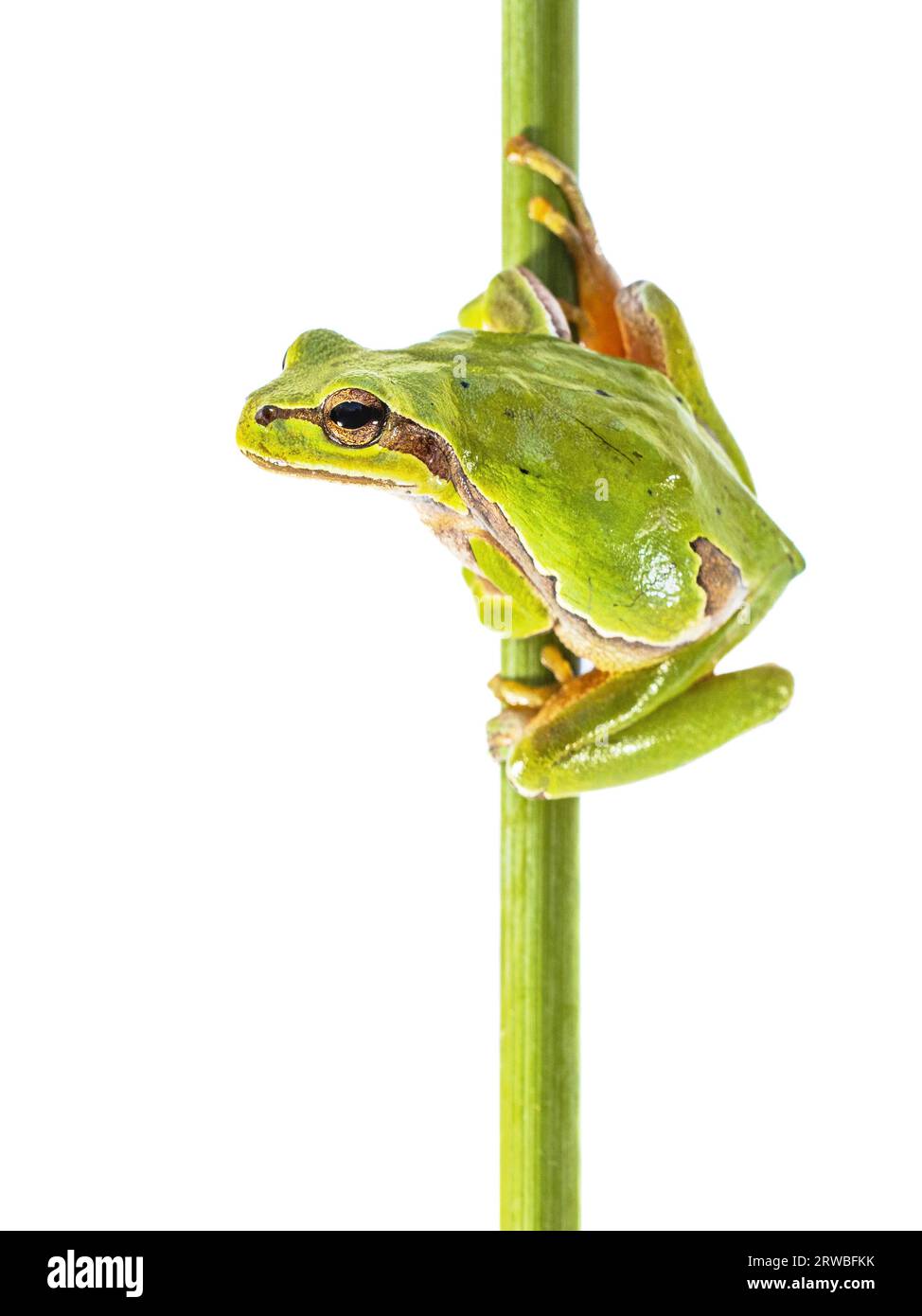 Green European tree frog (Hyla arborea) climbing on white background ...