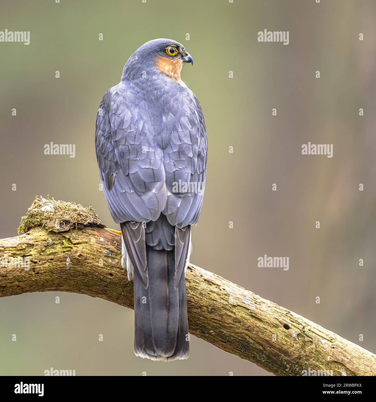 Small bird of prey hi-res stock photography and images - Alamy