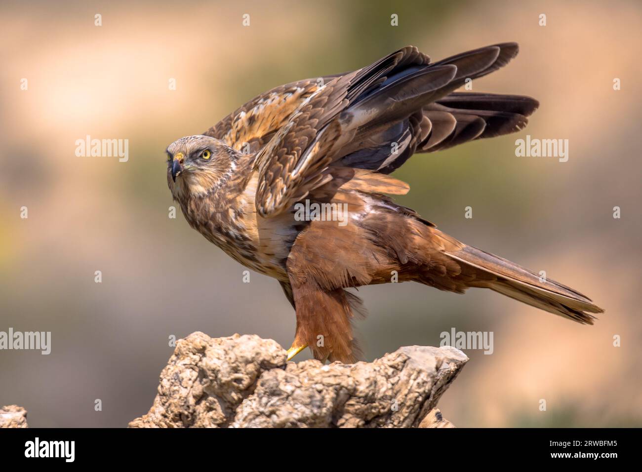 Juvenile raptor hi-res stock photography and images - Alamy