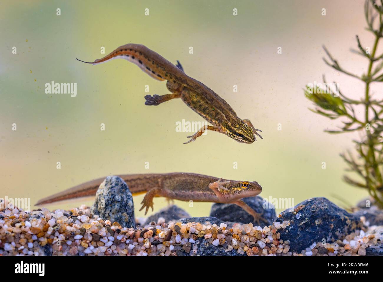 Palmate newt (Lissotriton helveticus) colorful aquatic amphibian pair ...