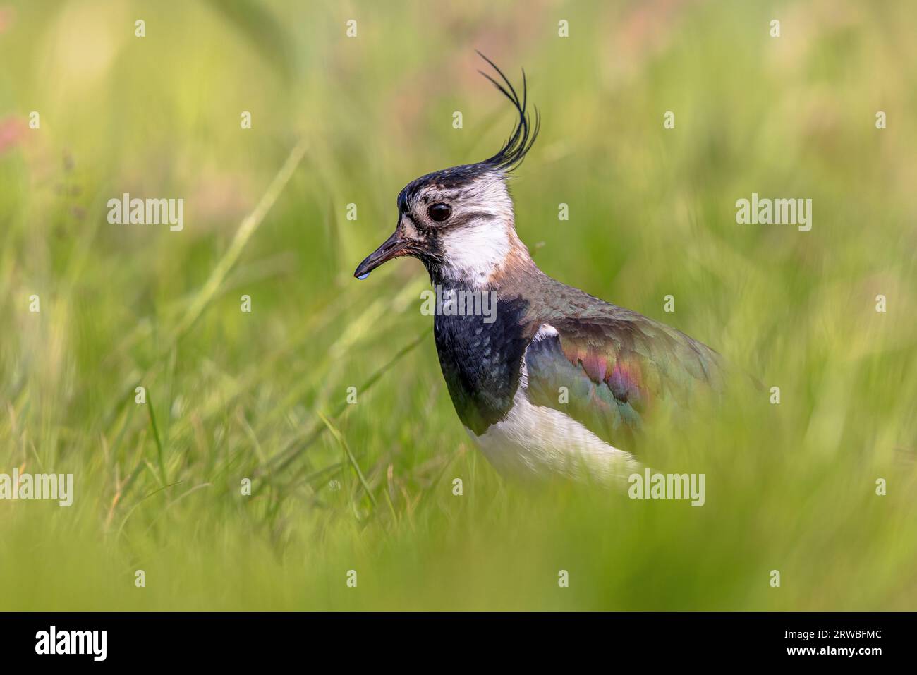 Northern Lapwing (Vanellus vanellus) Guarding its territory in ...