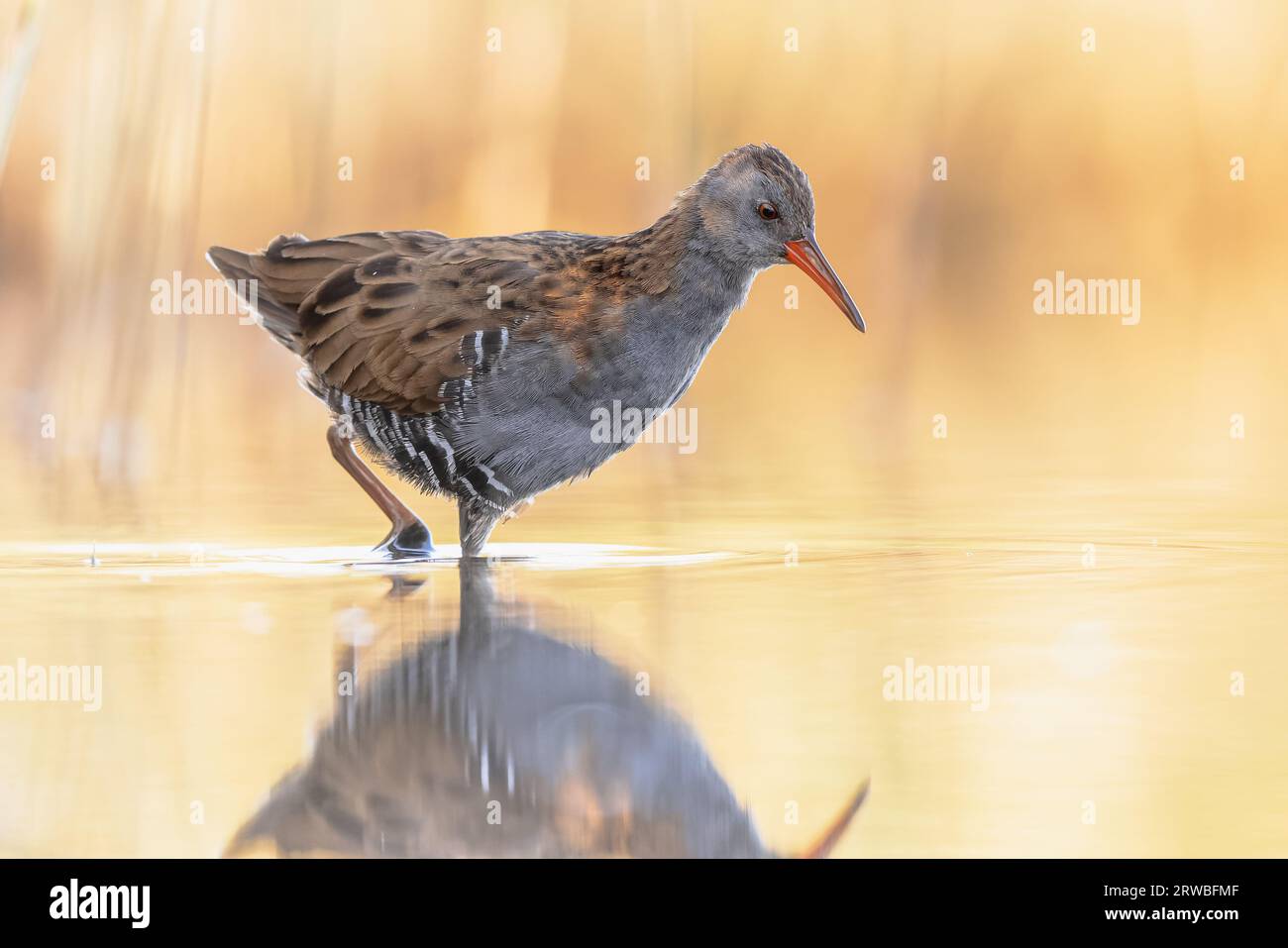 Water Rail (Rallus aquaticus) on Beautiful Background. This bird breeds ...