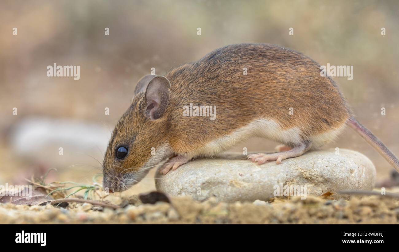 yellow-necked mouse (Apodemus flavicollis) sitting on rock in natural ...
