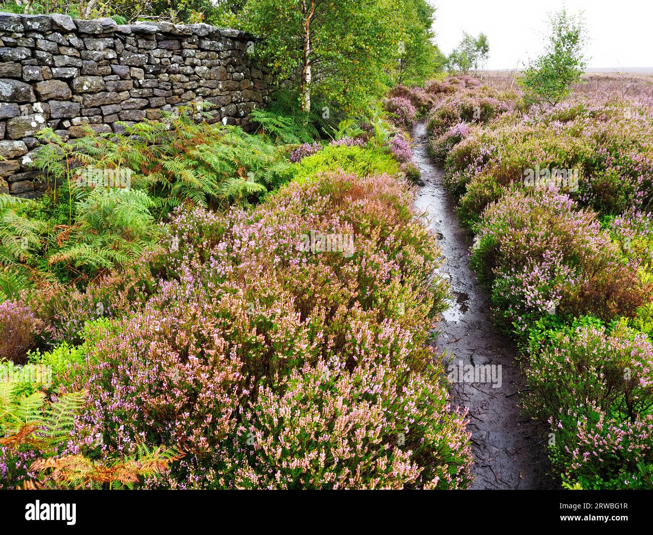 The Nidderdale Way crosses heather moorland above Guise Cliff near ...