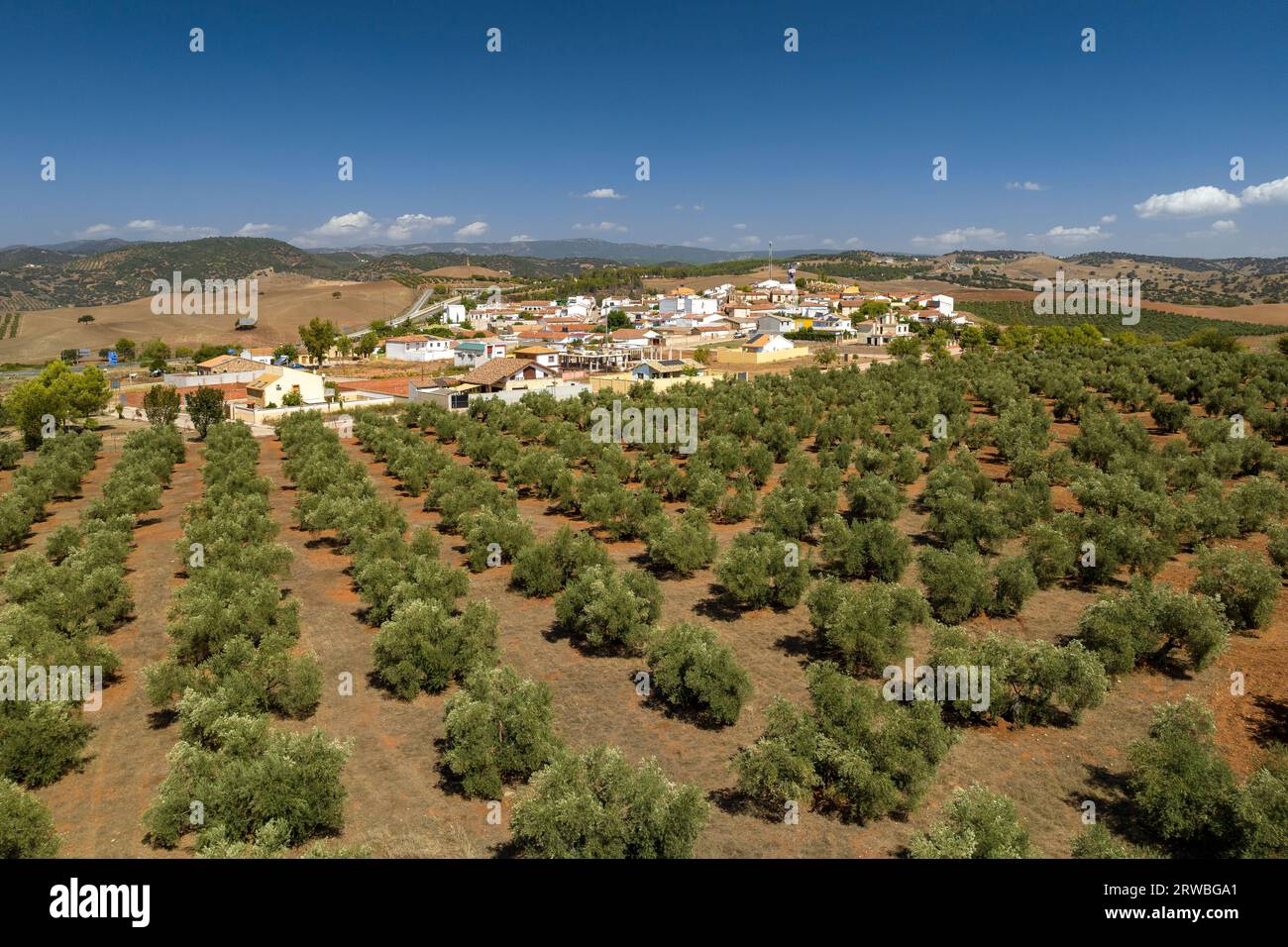 Aerial view of the town of Las Navas de Tolosa surrounded by olive ...