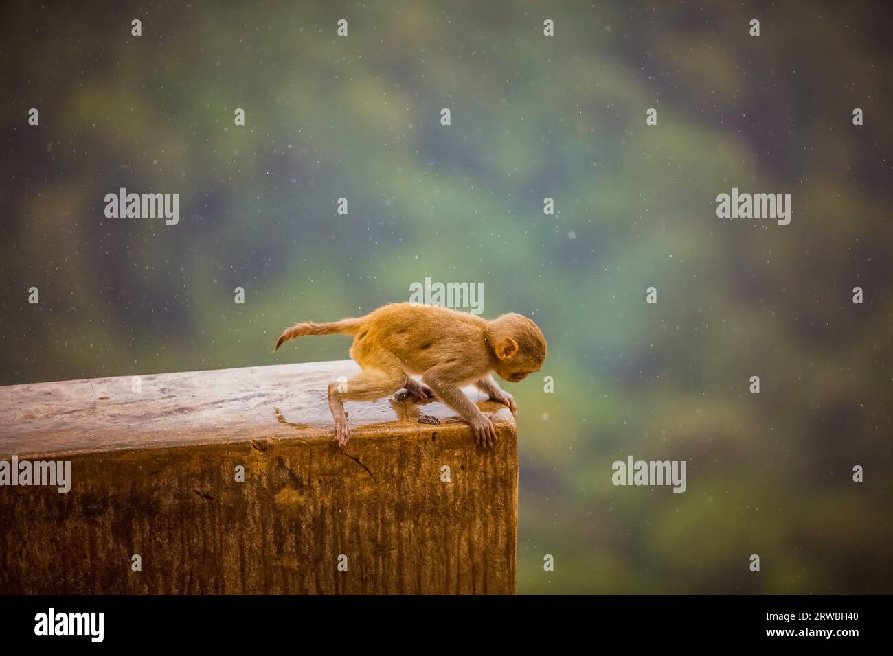 Monkey runs on temple wall in rain, seeking shelter. We must protect ...