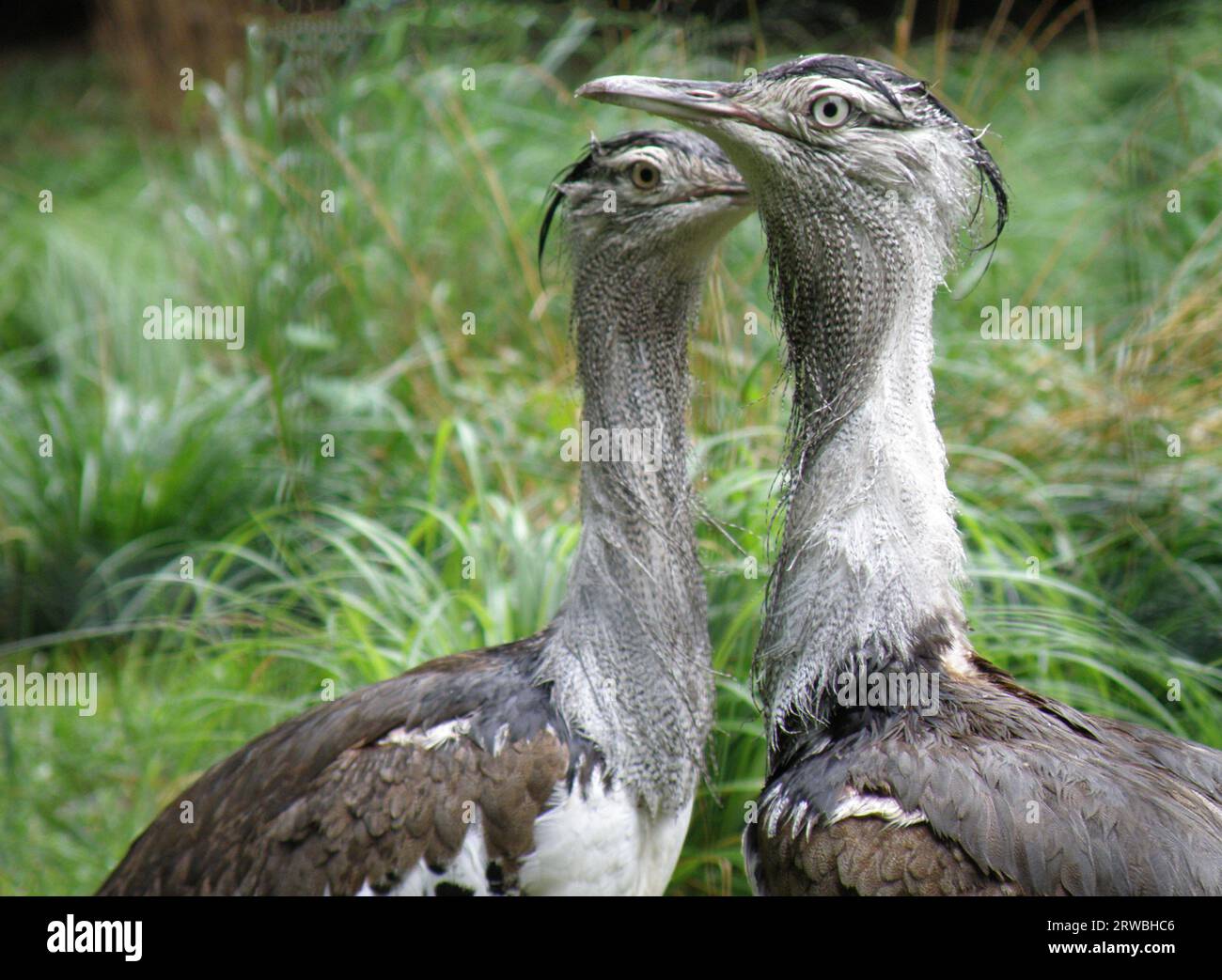 Two large rhea birds together in a grass filled field Stock Photo - Alamy