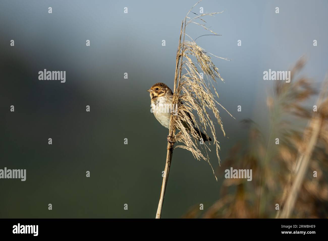 Eurasian reed bunting hi-res stock photography and images - Alamy