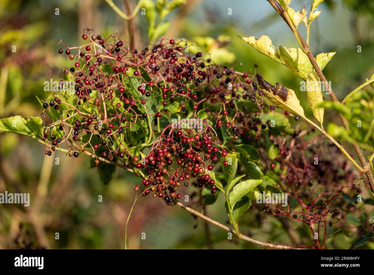Black elderberries in nature hi-res stock photography and images - Alamy