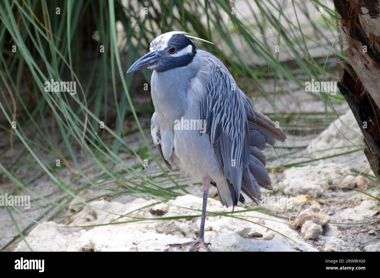 A blue heron standing on one leg in sand near beach grass Stock Photo ...