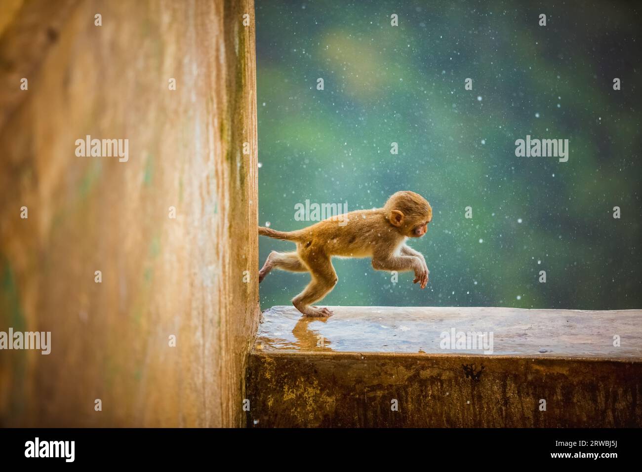 Monkey runs on temple wall in rain, seeking shelter. We must protect ...
