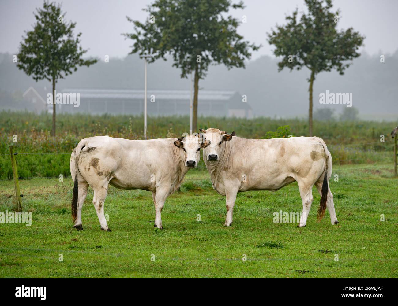 Two white cows hi-res stock photography and images - Alamy