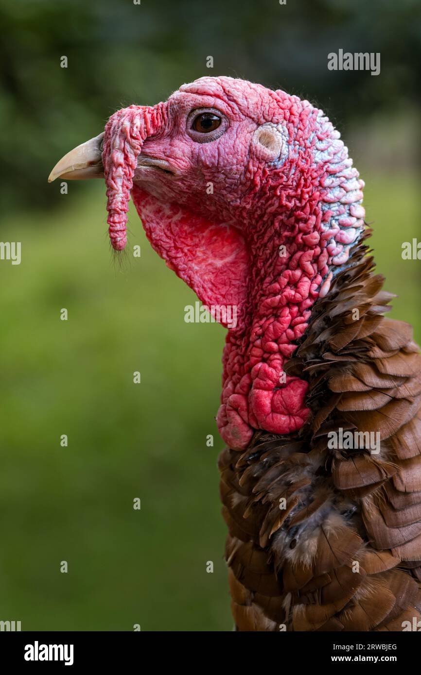 Close up of turkey head with wattle, Bird Garden, Scotland, Oxton ...