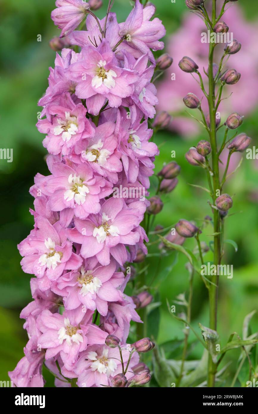Dwarf rose hi-res stock photography and images - Alamy