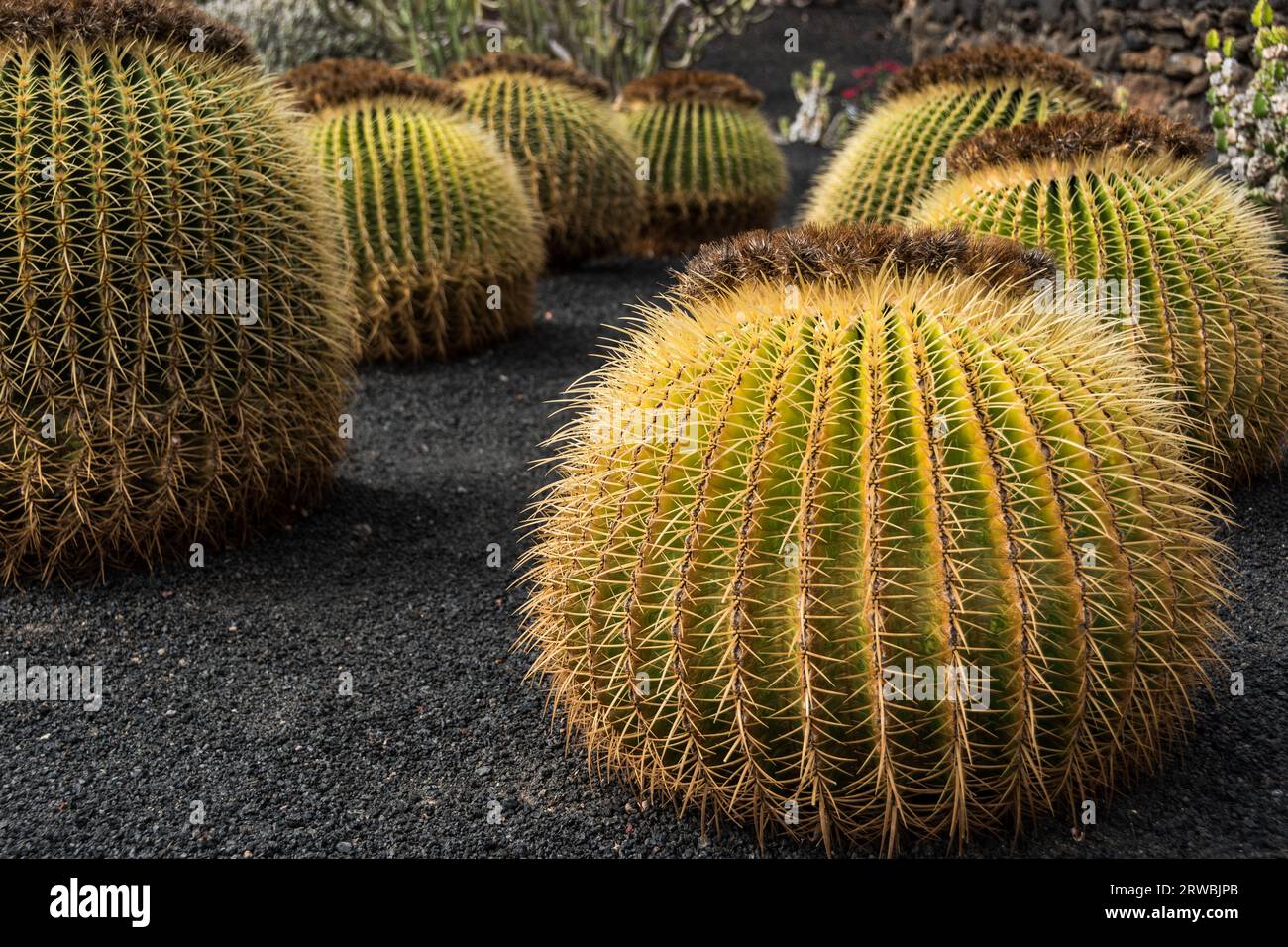 Big cactuses in garden hi-res stock photography and images - Alamy