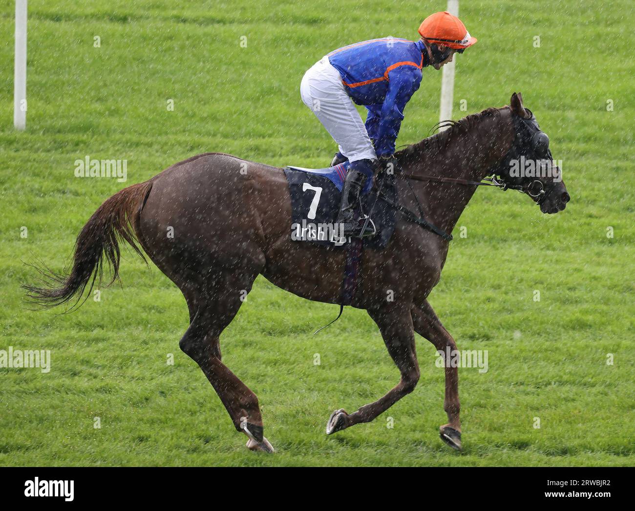 Mr wagyu racecourse hi-res stock photography and images - Alamy