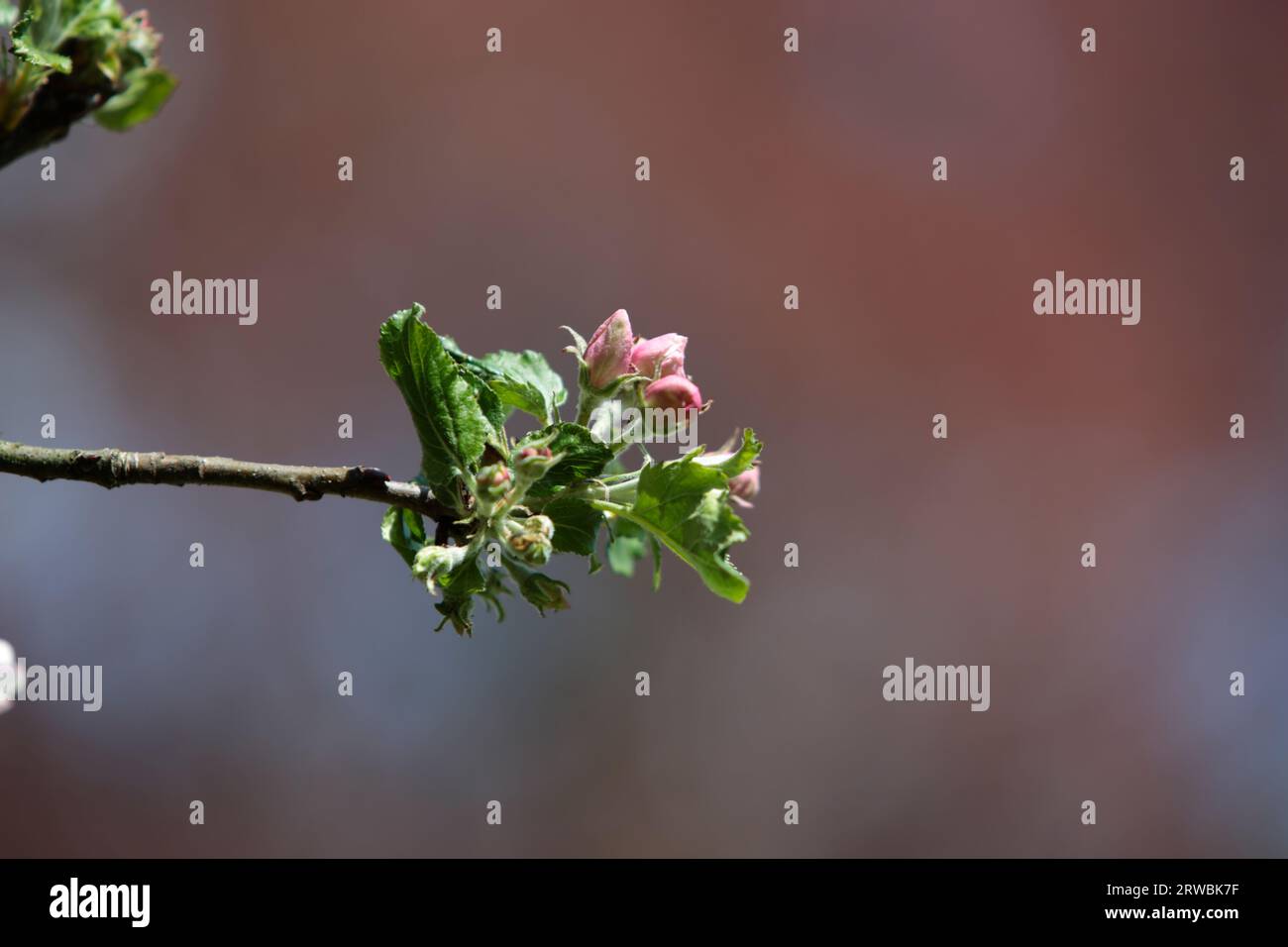 Fruit tree in bloom in spring Stock Photo - Alamy