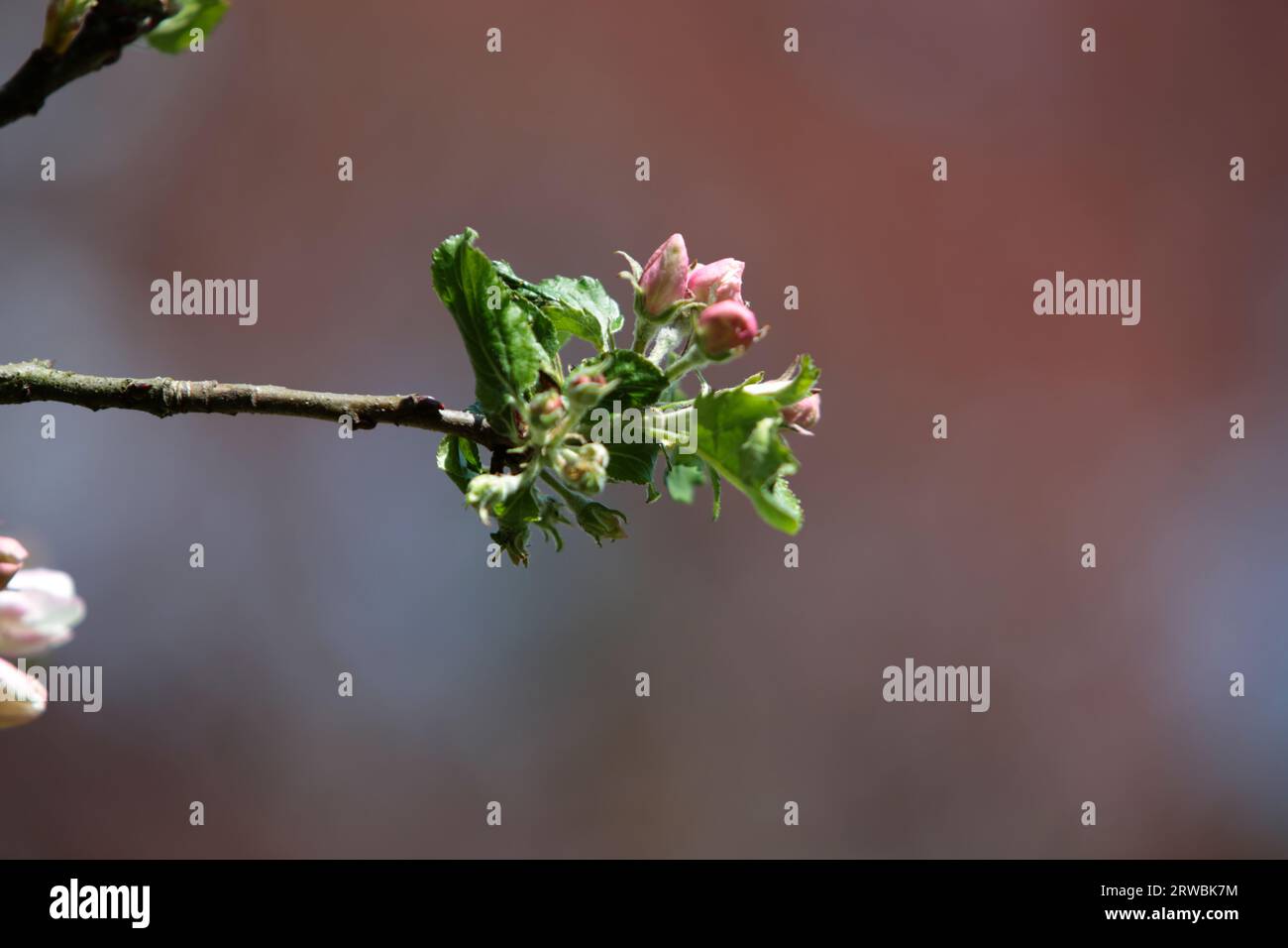 Fruit tree in bloom in spring Stock Photo - Alamy