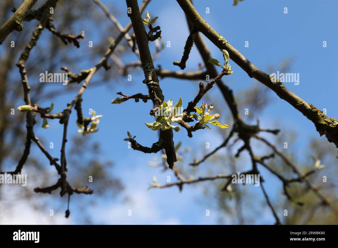 Fruit tree in bloom in spring Stock Photo - Alamy