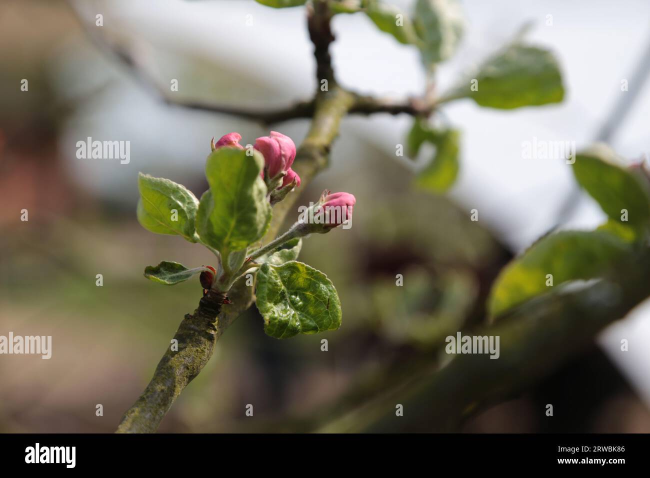 Fruit tree in bloom in spring Stock Photo - Alamy