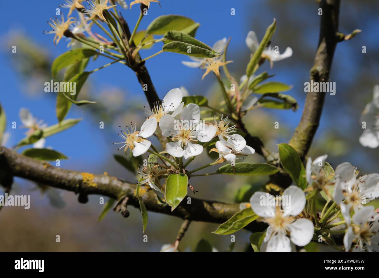 Fruit tree in bloom in spring Stock Photo - Alamy