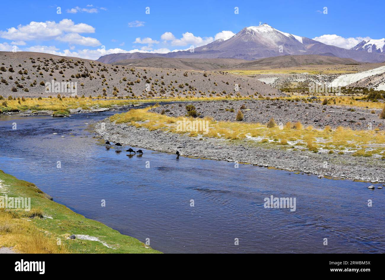 Guallatiri Volcano with fumaroles. In the foreground Lauca River with ...