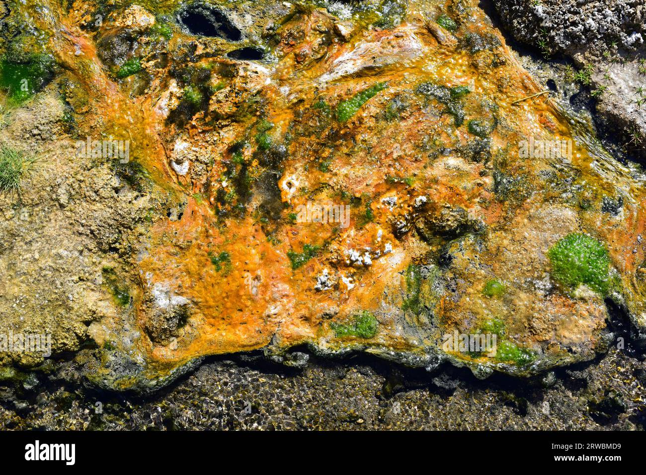 Barros de Chaño (Las Cuevas) hot springs. Colony of bacteria detail ...