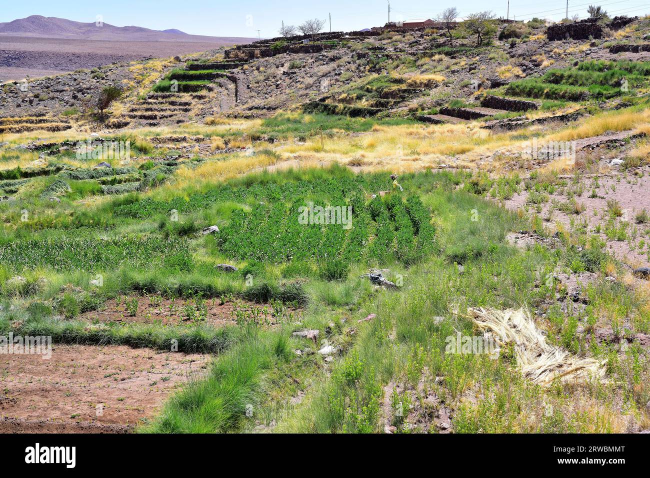 Socaire, farmlands. Norte Grande de Chile Stock Photo - Alamy